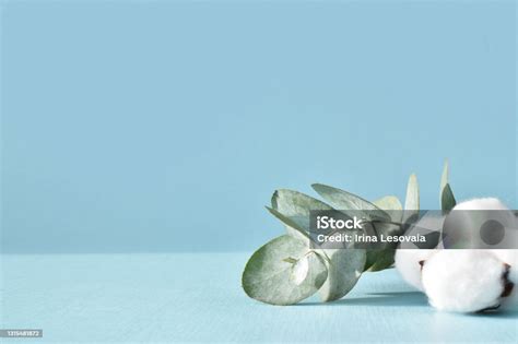 제품 프리젠 테이션을위한 연단 유칼립투스와 면의 가지와 배경 브랜딩의 전제 조건 자연의 공간을 복사합니다 Championship