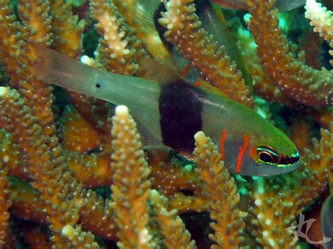 Girdled Cardinalfish Project Noah