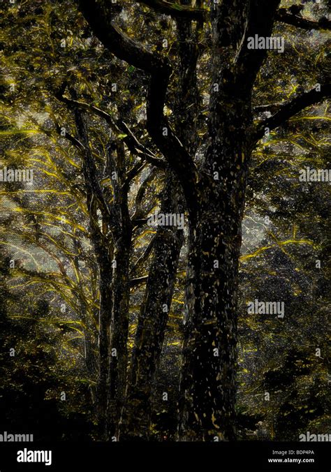 Trees In Photoshop Stock Photo Alamy
