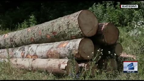 ხე ტყის უკანონო ტრანსპორტირების ფაქტი წაღვერში Youtube