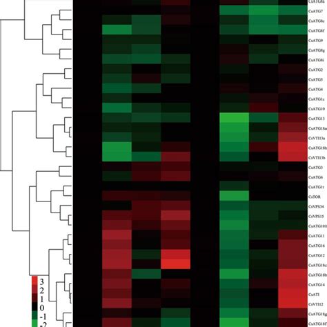 temporal spatial expression patterns of csargs in response to hormone