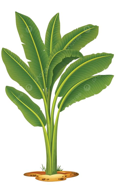 Musa Paradisiaca Musa Balbisiana Batang Tanaman Palsu Vektor Musa Balbisiana Batang Palsu