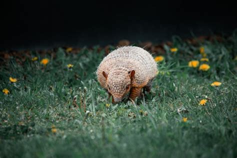Seven Banded Armadillo Dasypus Septemcinctus Interesting Animals