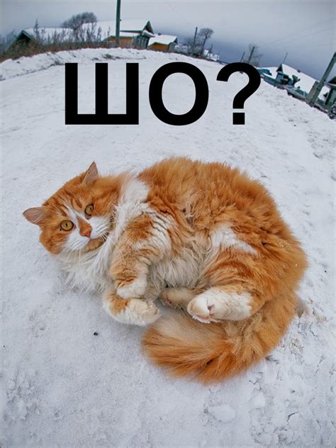 заложник тян Пес котэ прикольные картинки с кошками смешные картинки и другие