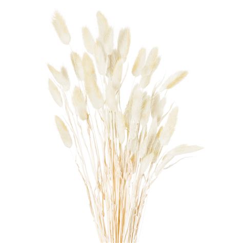 Dried Natural Bunny Tail Bunch Of 40 Wholesale By Hill Interiors
