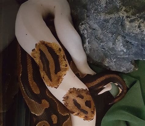 Piebald Ball Python To Het Pied Ball Python Reptile Shows Of New England