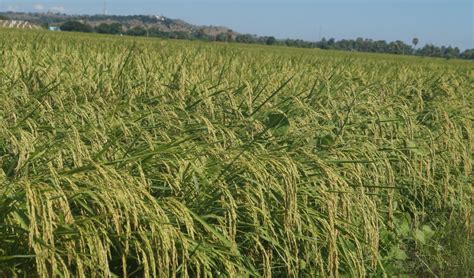 ဆိပ်ဖြူမြို့နယ်တွင် မိုးစပါးစံကွက်ရိတ်သိမ်းဆောင်ရွက် Information And