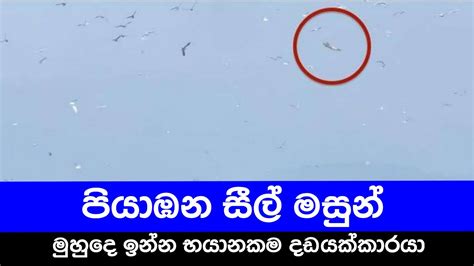 කවුද හිතුවේ මේ හුරුබුහුටි මත්ස්‍යා සාගරයේ ඉන්න භයානකම දඩයක්කාරය කියලා Youtube