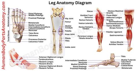 Leg Anatomy Complete Guide With Parts Names And Diagram