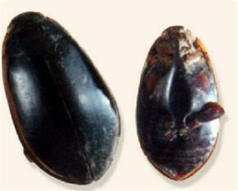 虻虫和水蛭的用量 虻虫最大用量 虻虫30个多少克 大山谷图库