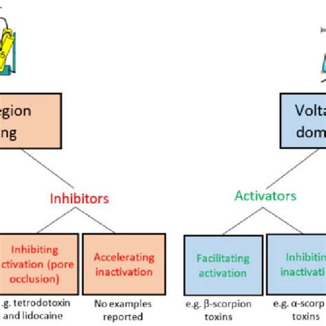Simplified Classification Of NaV Channel Modulators Download Scientific Diagram