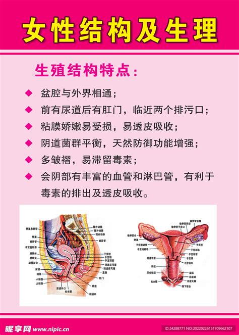 女性生殖系统结构设计图 广告设计 广告设计 设计图库 昵图网