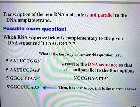 solved transcription of the new rna molecule is antiparallel to the