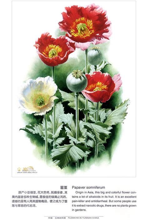曾孝濂中国云南百花图植物画作品 博物画
