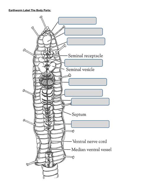Free Earthworm Worksheet Download Free Earthworm Worksheet Png Images Free Worksheets On