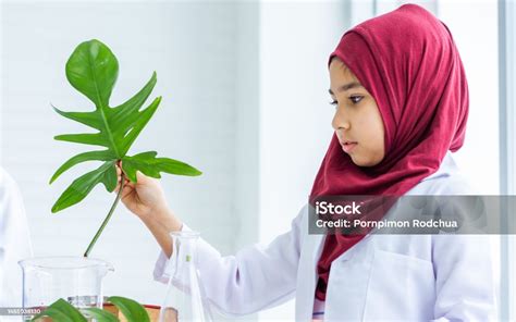 히잡 머리 스카프 흰색 그라운드 유니폼을 입고 학교 교실에서 과학을 공부하고 식물 실험을 하고 복사 공간으로 웃고 있는 아시아의 작은 달콤한 소녀 교육 개념입니다 Stem