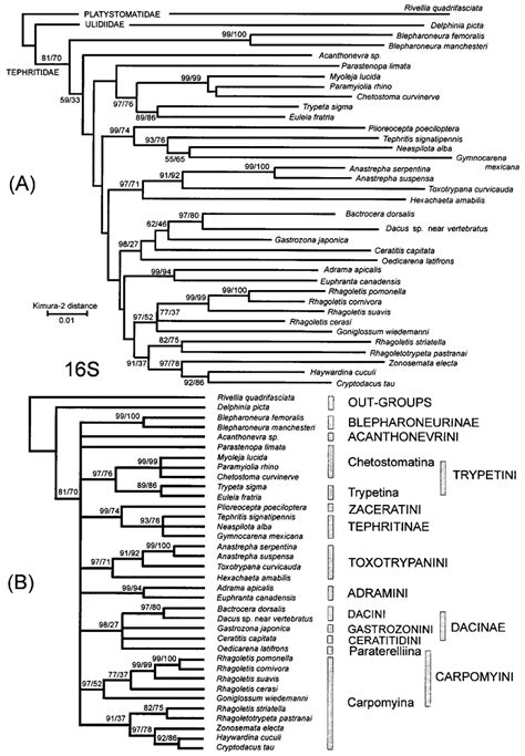 4 A Tephritid Relationships Inferred From A Neighbor Joining Tree Download Scientific Diagram