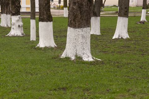 Parallel Tree Trunks On A Background Of Green Grass Stock Image Image Of Aesthetic Leafy