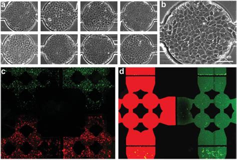 Figure 1 From A High Throughput Microfluidic Real Time Gene Expression Living Cell Array