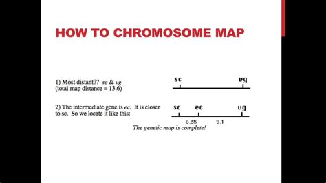 Genetic Map On Chromosome