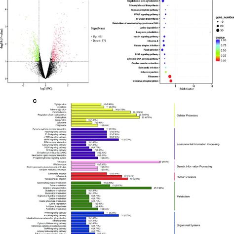 Rna Seq Analysis Of The Jejunum Tissue Of The Ducks Cg Vs Eg Cg