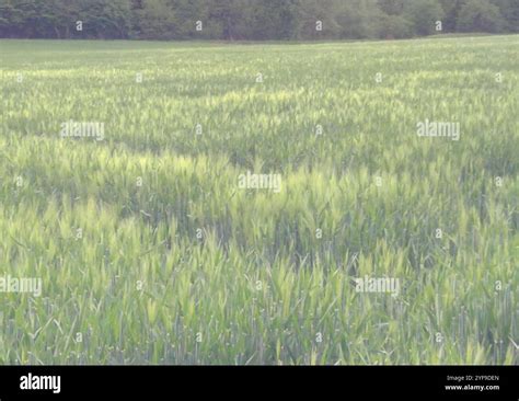 Arable Crops Plants In The Agrobusiness Arable Crops In The