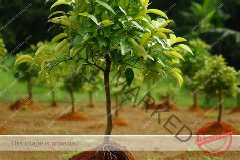 20 Fast Growing Fruit Trees Zone 6 Agrolearner Com