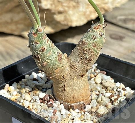 Shpr13551 Pelargonium Crithmifolium Cactus Online