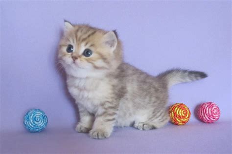 Британец голубое золото картинки и фото Koshka Top