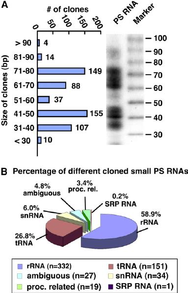 Size Distribution And Assignment Of Cloned Small Ps Rnas A The Download Scientific Diagram