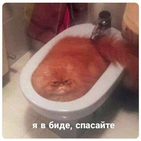 Сохраните сегодня 25 идей на доске «hello Kitty и на тему «смешные комплименты смешные