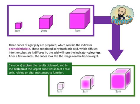 Diffusion For Section 2d Edexcel Igcse Biology Movement Of