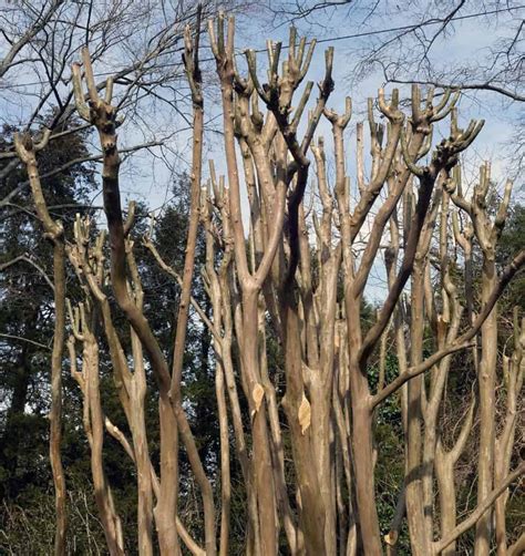 How Far Do Crepe Myrtle Roots Spread And How Deep