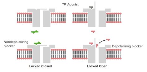 Neuromuscular Blockers Concise Medical Knowledge