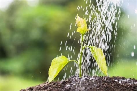 Watering Tree Stock Photos Images And Backgrounds For Free Download