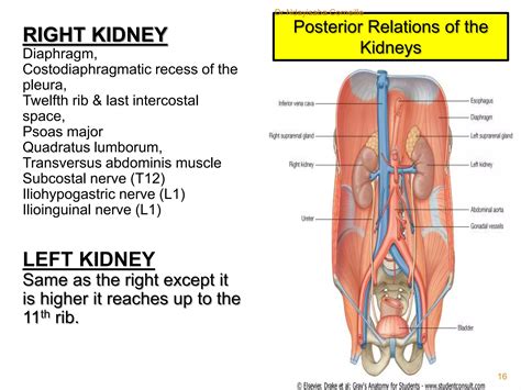 Anatomy Of Upper And Lower Urinary Tract Pptx