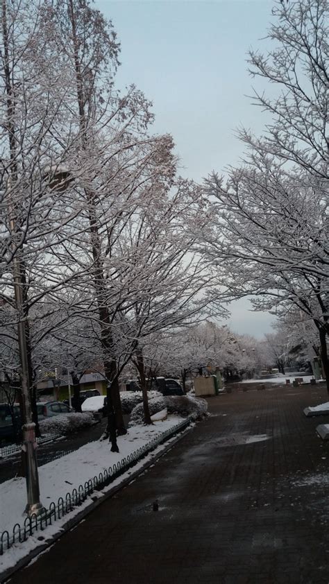 얼음 꽃이 달리는 풍경 네이버 블로그