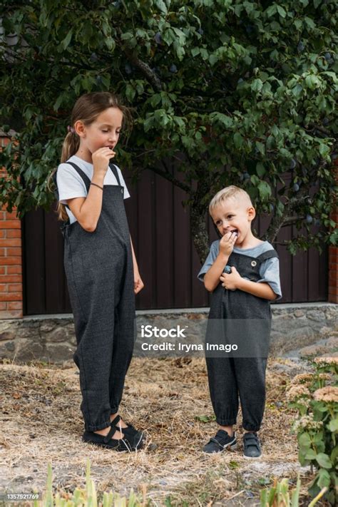 뒤뜰에서 자두를 따기 아이들 매화 나무 과수원에서 놀고 신선한 자두를 먹는 미취학 아동 소녀와 소년 수확시 과일을 수확하고 먹는 아이들 2 3 살에 대한 스톡 사진 및 기타