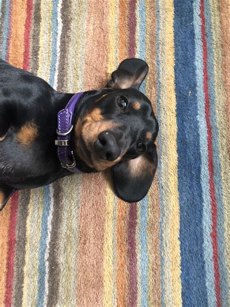 Meet Tiny Tim Scrolller