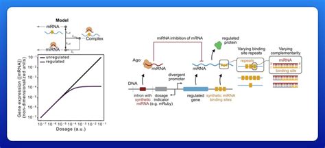 More Beautiful Cell Circuitry From The Elowitz Group The Problem Its Hard To Control The