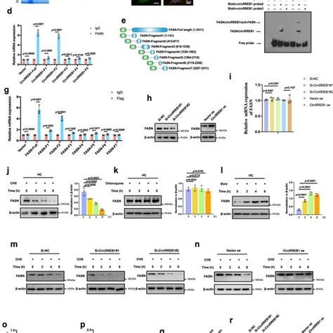 Nlrp3 Inflammasome Activation Nlrp3 Inflammasome Activation Requires Download Scientific