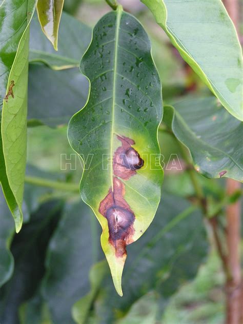 Mancha Foliar Del Café Por Cercospora Mycosphaerella Coffeicola Herbario Virtual Fitopatología