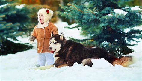 ცხოველთა დაცვა გადაშენებული ცხოველები და ფრინველები