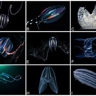 PDF Are We There Yet To Eliminate The Terms Larva Metamorphosis And Dissogeny From The