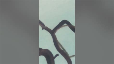 Spongebob Growup Drawind With Squarepants ☺️☺️ Youtube