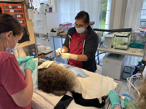 ТРОГАТЕЛНО Дива гъска посети болния си съпруг в клиника СНИМКИ Информационна агенция ПИК