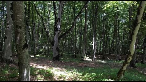 კლიმატის ცვლილება და ტყე Youtube