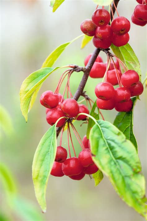 The Best Crab Apple Trees For Colour And Form Artofit