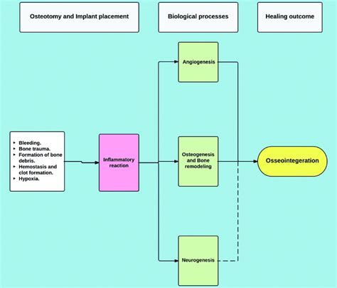 2 Biological Events That Result In Osseointegration Download