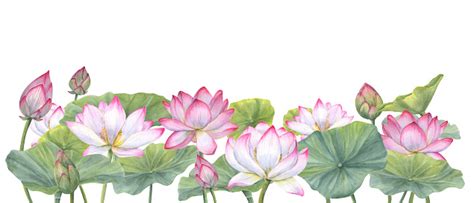 분홍색 연꽃 꽃 봉오리 및 나뭇잎과 꽃 구성 수련 인도 연꽃 신성한 연꽃 녹색 줄기 잎 꽃 봉오리 흰색 배경에 분리된 수채화 그림 텍스트를 위한 공간입니다 0명에 대한 스톡